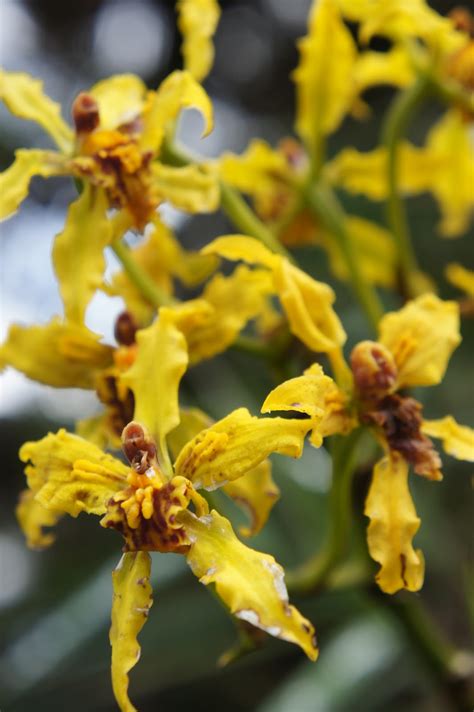 Pensamientos Las Orquideas De Los Andes