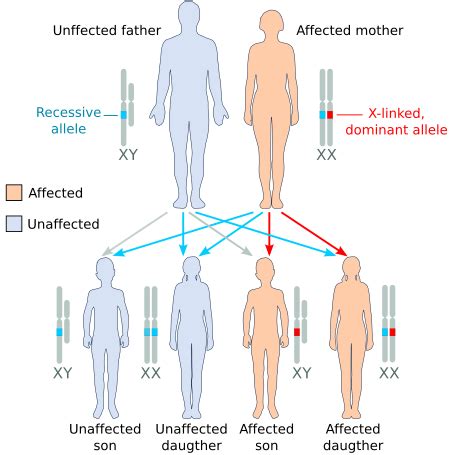 Sex Linkage Wikipedia