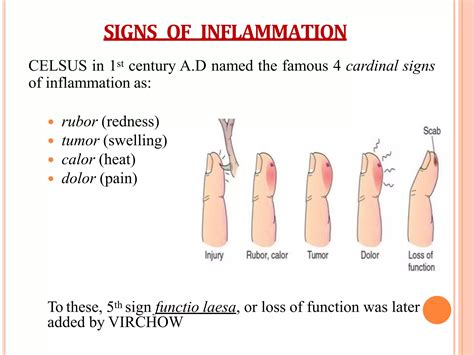 Patho Inflammation Pptx
