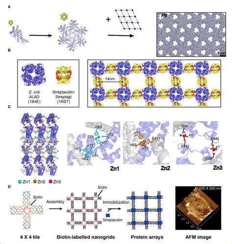 Self Assembled 2d Protein Arrays Generated By Different Strategies