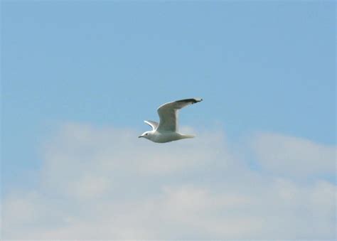 Free Picture Seagull Flying Ocean