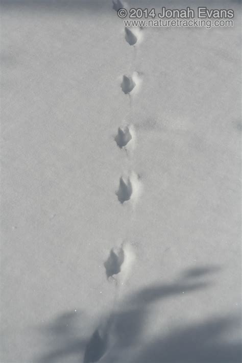 Red Squirrel Tracks Red Squirrel Tracks