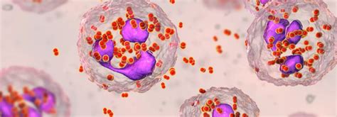 Novel Lateral Flow Assay Rapid And Cost Effective Point Of Care Test For Diagnosis Of Neisseria