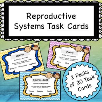 Reproductive Systems And Sex Education Task Cards By Science House