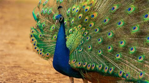 Peacock Screensaver Rk Guide