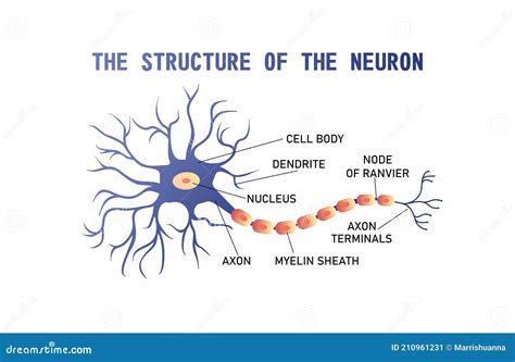Neuron Structure Description Of The Anatomy Of The Neuron Of The Brain