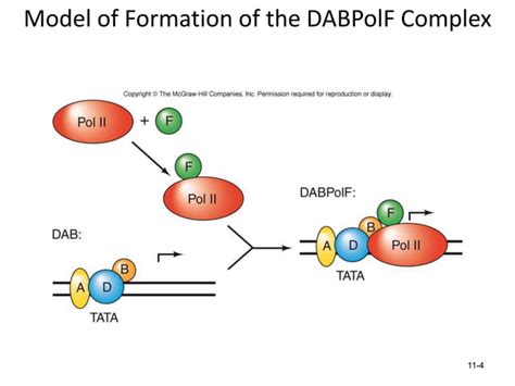 Tata Binding Protein Pptx