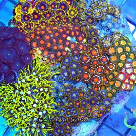 Zoanthids Toxin