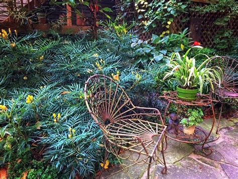 Hardy Plant Society Of Oregon Tips On Gardening With Big Trees