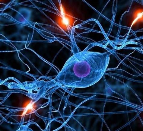 稳定细胞株筛选技术服务