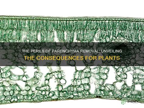 The Perils Of Parenchyma Removal Unveiling The Consequences For Plants