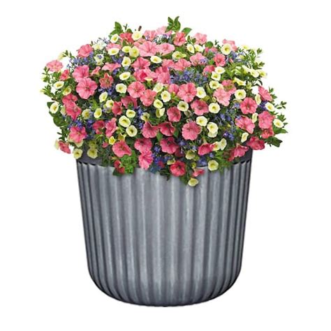 Self Watering Indoor Plant Pots The Home Depot