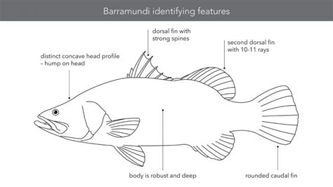 Baramundi Documentation Baramundi Bms Software Download Pbff