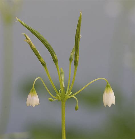 Oxalis Trilliifolia Burke Herbarium Image Collection