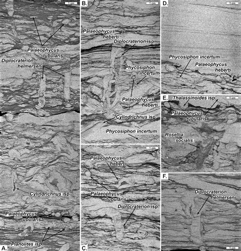 Highly Bioturbated Siltymuddy Sandstone Lithofacies L V Kahntah