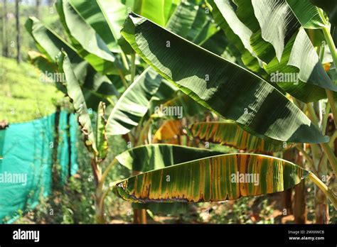Banana Tree Leaves A Detailed Close Up Photo Showcasing The Vibrant
