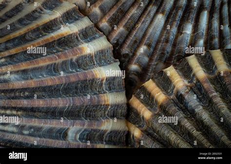 Three Scalop Shells Showing Growth Rings And Beautiful Patterns Stock