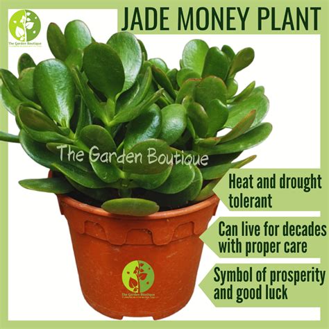 [local Seller] Big Leaf Jade Plant Succulent Money Plant Lucky Plant