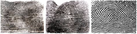 The Three Basic Fingerprint Patterns From Left To Right Loop Whorl