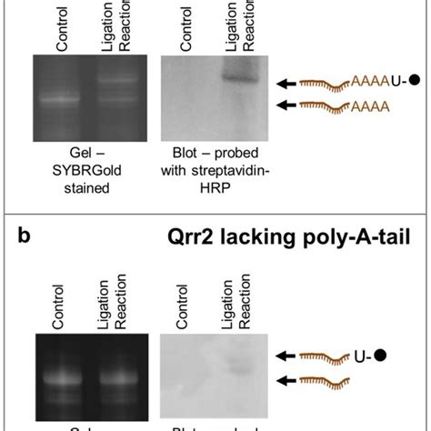 A Streptavidin Coated Microarray Slide With Control Spots Of 1 Download Scientific Diagram
