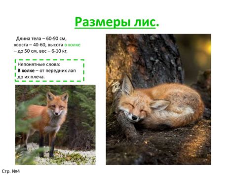 Кто такие лисы - презентация онлайн
