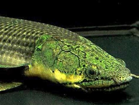 Weeksii Bichir Polypterus Weeksii Predatory Fins