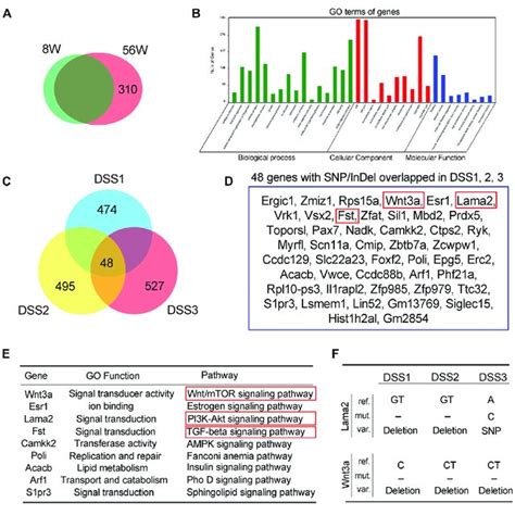 Annotation Of Single Nucleotide Polymorphism Insertion Or Deletion Download Scientific