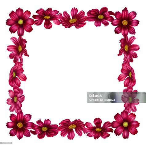 수채화 손으로 그린 코스메아 꽃 사각형 프레임은 트렌디한 색상 비바 마젠타색입니다 0명에 대한 스톡 벡터 아트 및 기타 이미지 0명 2023년 개체 그룹 Istock