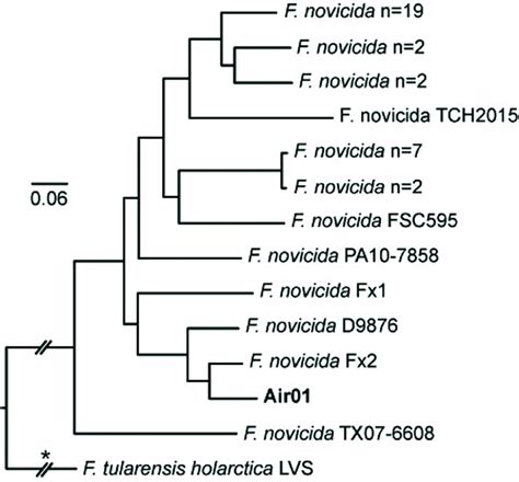 f novicida phylogeny maximum likelihood phylogeny based upon 28 557