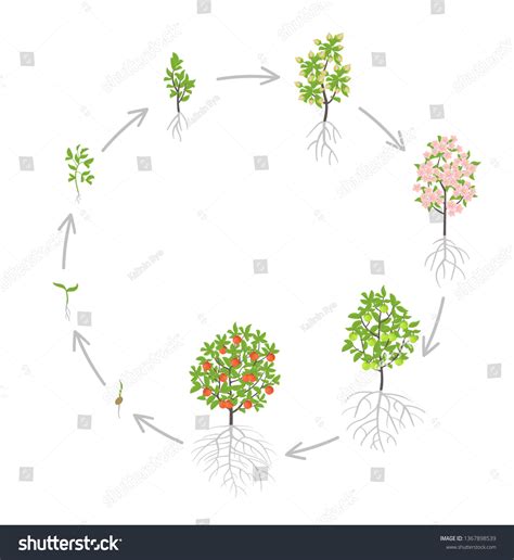 Apple Tree Growth Stages Vector Illustration Stock Vector Royalty Free 1367898539 Shutterstock
