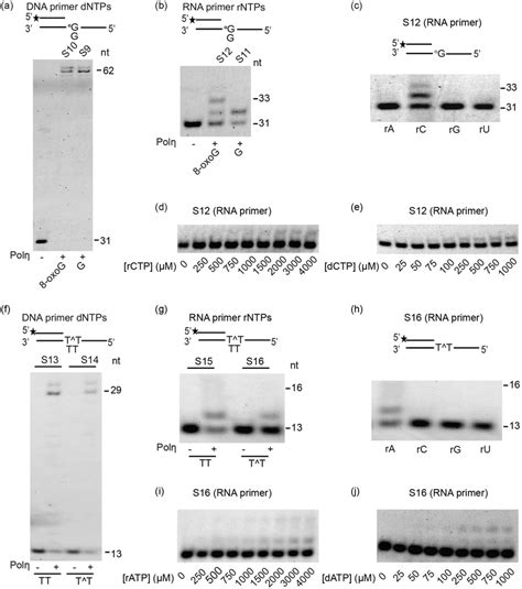 Polη Can Carry Out Error Free Bypass Of 8 Oxog And Tt Dimer During Rna Download Scientific