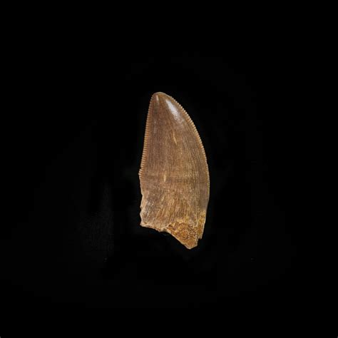 Dromaeosaur Tooth From The Upper Cretacaous Hell Creek Formation Montana — Fossil Soup