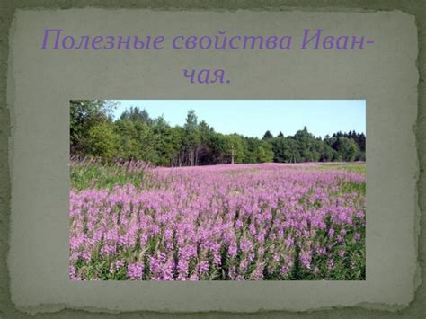 Растение Иван-чай