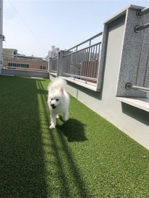 폼피츠테리 강아지책임분양 강아지분양 고양이분양 컴투펫 시츄 셔틀랜드쉽독 말티푸 미니핀 치와와 요크셔테리어 포메라니안 말티즈 분양