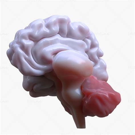 Human Brain 3d Model
