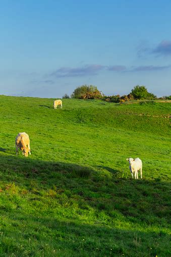 잔디 그린 필드에는 밝은 화창한 날에 방목 하는 소 노르망디 프랑스 가축 사육 및 산업 농업 개념 여름 Countriside 조 경 및 길 들 여 진 가축 목장 가축떼에
