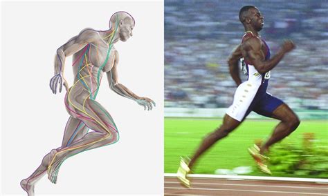 Anatomy Of Running