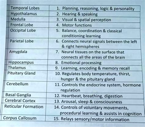 Temporal Lobes Hypothalamus Medulla Frontal Lobe Occipital Lobe