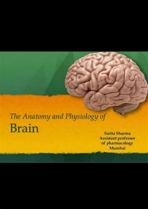 SOLUTION: Anatomy and physiology of brain - Studypool
