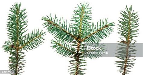 3 전나무 나무 가지 크리스마스 디자인에 대 한 흰색 배경에 고립의 세트 소나무 침엽수에 대한 스톡 사진 및 기타 이미지 소나무 침엽수 긴 잎 Istock