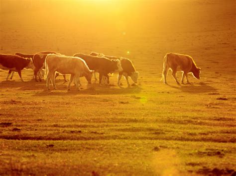 More Cattle Evolution