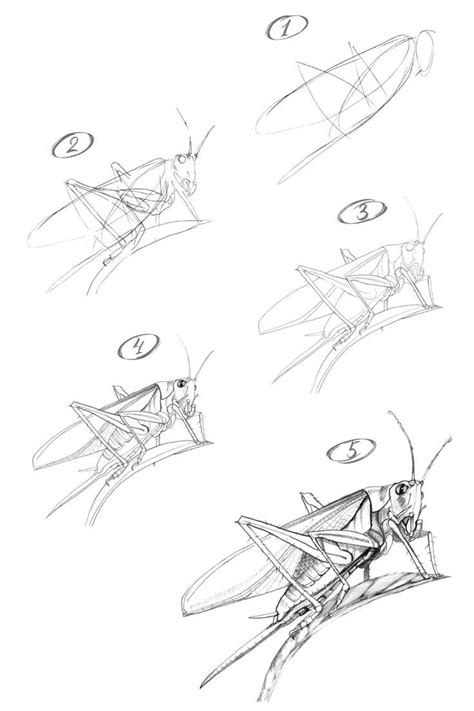 how to draw a grasshopper with pencil step by step tutorial art