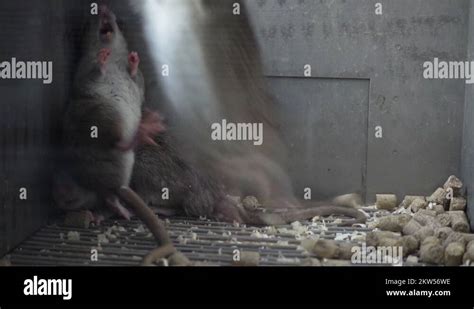 Rats Fighting Stock Videos And Footage Hd And 4k Video Clips Alamy