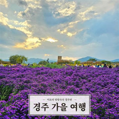 경주 가을 여행 첨성대 핑크뮬리 해바라기 아스타 꽃구경 네이버 블로그