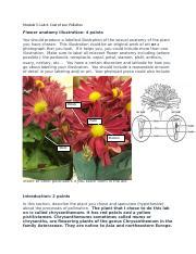 Lab 6 Cost Of Sex Pollution Docx Module 5 Lab 6 Cost Of Sex Pollution Flower Anatomy