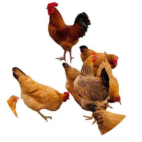 China Monolaurin Powder Manufacturers Suppliers Factory Wholesale