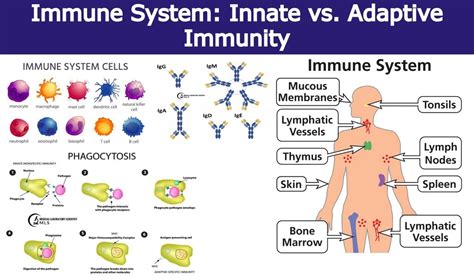 Immune System Innate Vs Adaptive Immunity Medical Laboratory Scientist Mls
