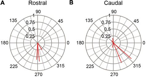 Frontiers Modulation Of Cerebellar Cortical Cerebellar Nuclear And Vestibular Nuclear