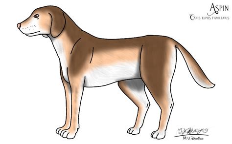 Aspin By Ognimdo2002 On Deviantart