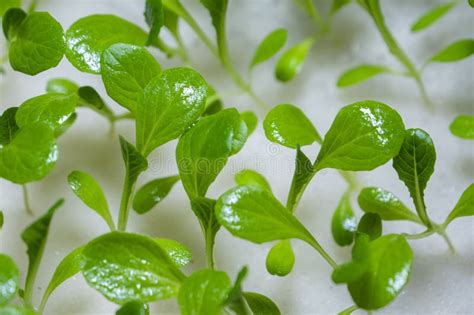 Close Up Sprout Of Vegetables Stock Image Image Of Nature Vegetable